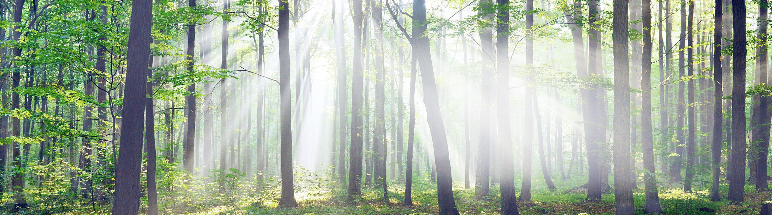 JUVEL-5 | Natürliche Aminosäuren für Ihr Wohlbefinden